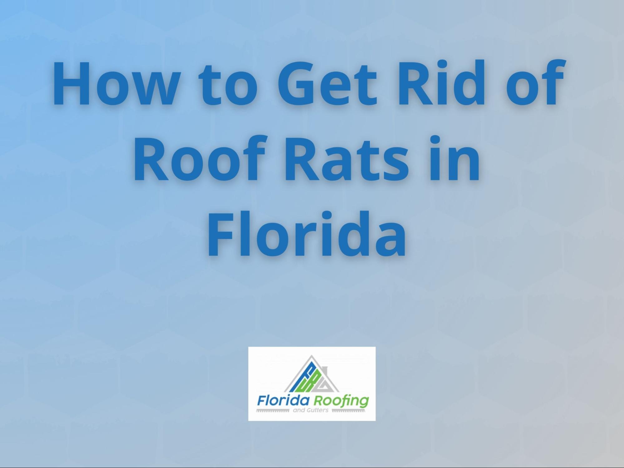 How to Get Rid of Roof Rats in Florida (Without Making It Worse)