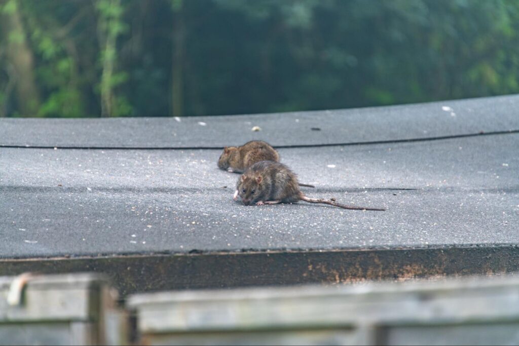 How to Get Rid of Roof Rats in Florida (Without Making It Worse)